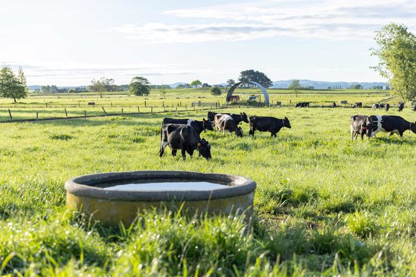 Using Stock Iodine 2.5% for iodine deficiency - News | FIL - NZ