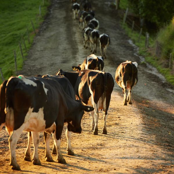 Tips on treating foot rot - News | FIL - NZ