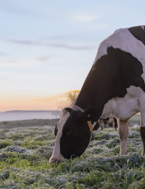 FIL Waikato | FIL - NZ