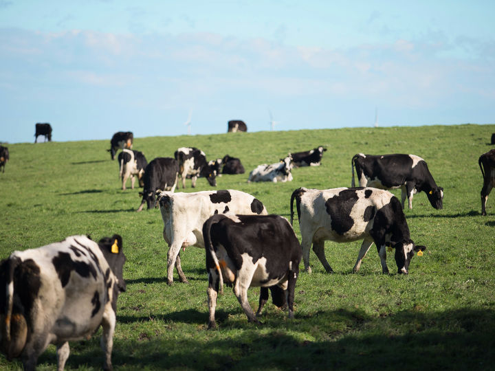 FIL | Dairy Cow Care - Dairy Hygiene - Farm Hygiene