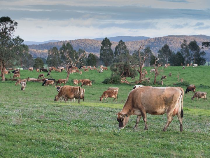 Farming Advice & Help | FIL - NZ