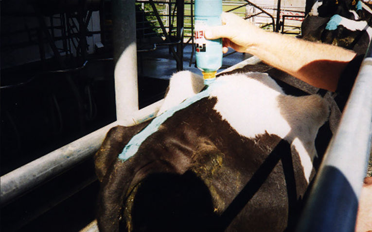 Our History | FIL - NZ