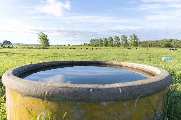 Keep your cows hydrated with clean trough water - News | FIL - NZ