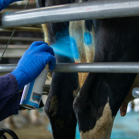 Animal Markers | FIL - NZ